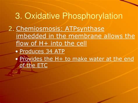 Cellular Respiration Chapter Ppt Download