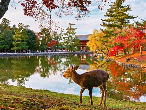 Visiting Japan In October The Best Of Autumn In Japan The Portable Wife
