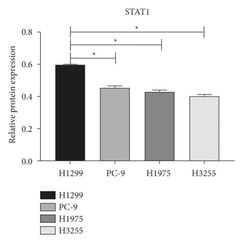Expression Of Stat1 And Stat3 In Different Lung Adenocarcinoma Cells Download Scientific