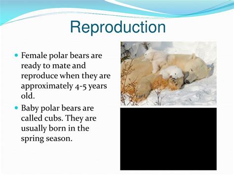 Ppt Polar Bears Powerpoint Presentation Free Download Id2822356
