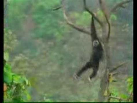 The Swinging Apesgibbons Youtube