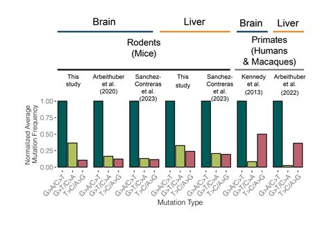 Mitochondria The Powerhouse Of Somatic Mutation Research Communities By Springer Nature