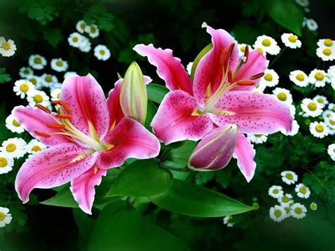 Lily Wallpapers 52 Images Wallpapercat