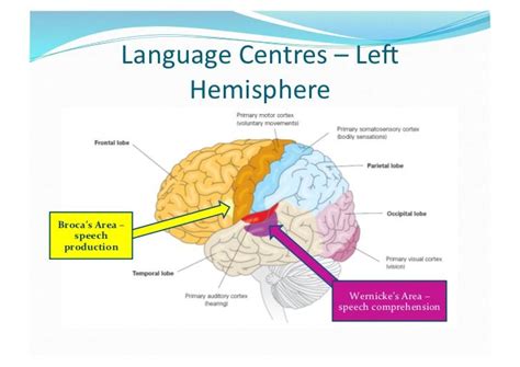 Lesson 7 Broca S Aphasia And Wernicke S Aphasia Artofit