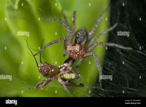 Grass Funnel Weaver Maze Spider Agelena Labyrinthica With Caught Grashopper Germany Stock