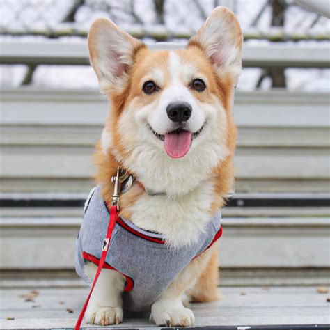 Corgi Cooper