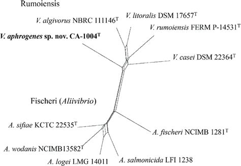 Concatenated Split Network Tree Based On Eight Gene Loci The Gapa