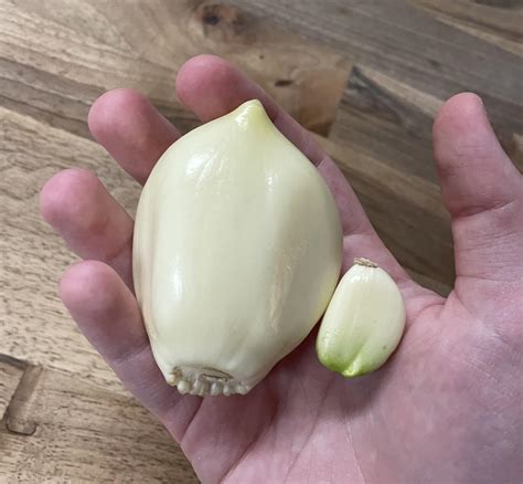 Elephant Garlic Vs Regular Garlic Frickin Interesting Rfrickin