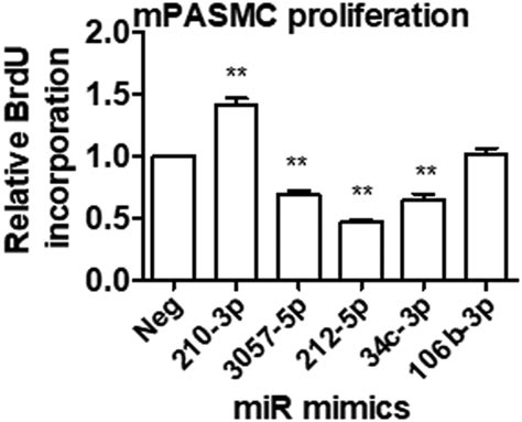 Mirnas In Ev Regulate Pasmc Proliferation Mpasmc Were Transfected With