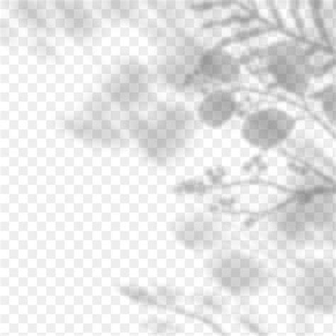 Download Premium Png Of Png Flower Shadow Background Botanical Shadow