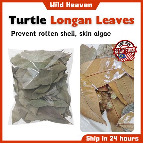 Turtle Longan Leaf Kura Kura Tank Decoration Shell Fungus Skin Reduce