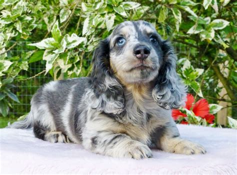 Phantom Blue And Cream Dapple Long Haired Mini Dachshund