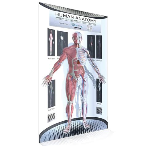 Buy Farsight Xr Human Anatomy Interactive Augmented Reality Display 19 X 39 Poster
