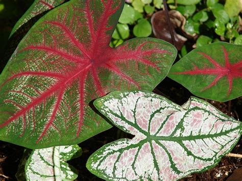 Angel Wings Caladium Bicolor Care Guide