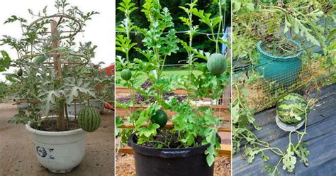 How To Grow Watermelon In Containers At Regina Garrick Blog