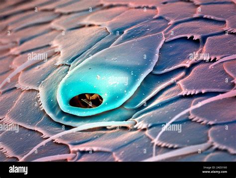 Ant Spiracle Coloured Scanning Electron Micrograph Sem Of A Spiracle