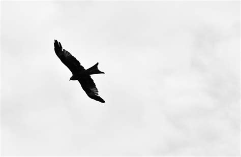 Pin By Joost On Tattoos Red Ink Tattoos Kite Tattoo Birds Tattoo