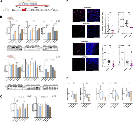 Cag Targeted Brain Permeable Therapy Tested In Biallelic Humanized Polyq Mouse Models Molecular