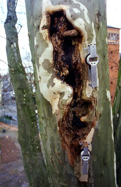 Tree Statics Afb Arbeitstelle Für Baumstatik