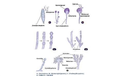 Spore Formation Asexual Reproduction Mic Uk Autocolony Formation