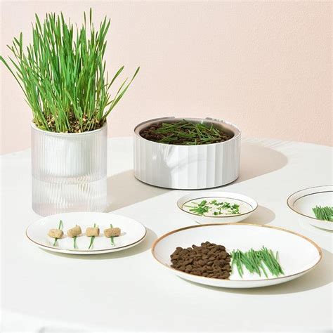 Michu Soil Free Cat Grass Grow Kit Australian Made Michu Australia