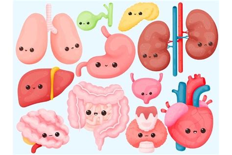 Cute Kawaii Printable Chibi Organs Clipart
