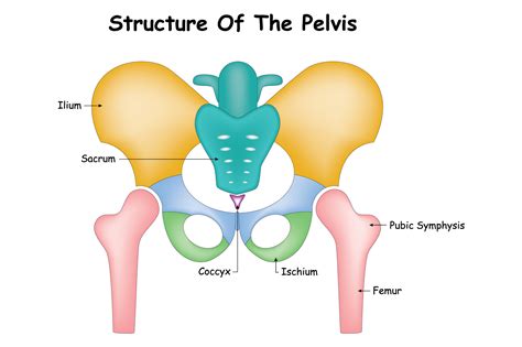 Structure Of The Pelvis Vector Design Graphic By Hamjaiu · Creative Fabrica