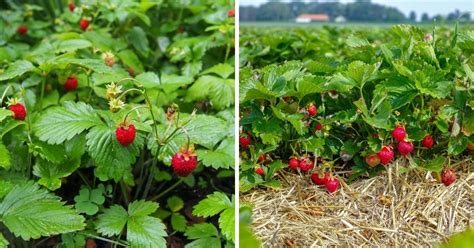 Strawberry Plant Varieties Infographic Strawberry Marshmello Otter