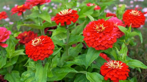 22 Beautiful Outdoor Plants That Are Also Pet Safe