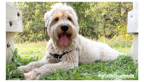 Is A Whoodle A Good Dog