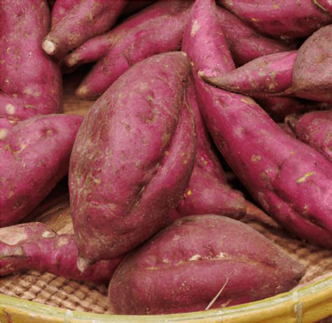 Red Japanese Sweet Potato Slips Grow Organic