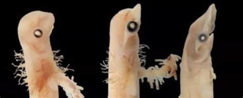 Rarely Seen Hammerhead Shark Embryo Unravels The Mystery Of Their Bizarre Heads Sciencealert