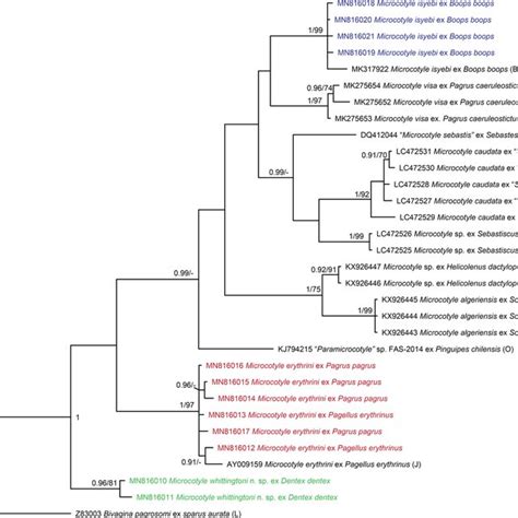 Bayesian Inference Bi Phylogram Based On The Mitochondrial Cox1