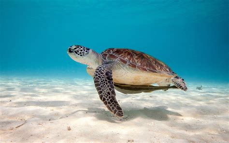 Sea Turtle Desktop Wallpapers Top Free Sea Turtle Desktop Backgrounds