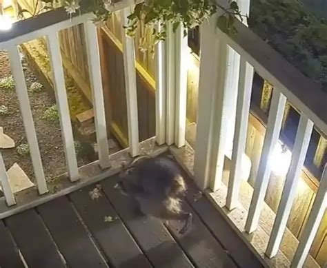 Jimothy The Deformed Seattle Raccoon Creeps Out Residents As Vet