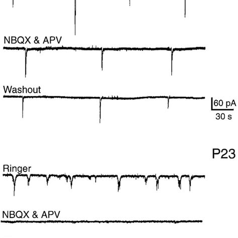 Development Of The Dependence Of Postsynaptic Currents On Glutamatergic