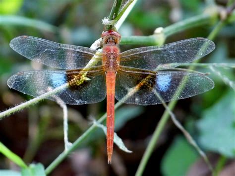 What Does The Dragonfly Symbolize Thrive Global
