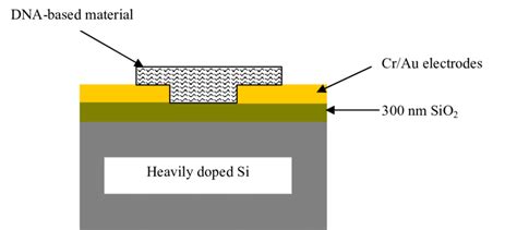 Dna Based Ofet Structure Bottom Gate Bottom Contact Download
