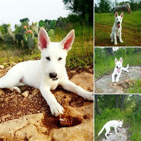 White German Shepherd Pitbull Mix German Shepherd Dog Petland