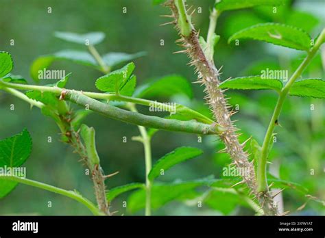 Swallow Tailed Moth Ourapteryx Sambucaria Caterpillar On Rose Rosa