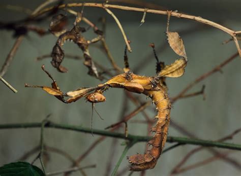 Walking Stick Insect Camouflage