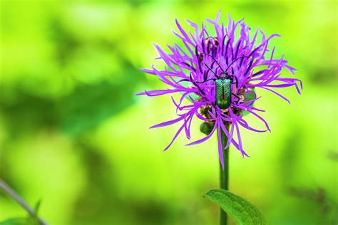 Insect Photograph By Nicola Simeoni Fine Art America
