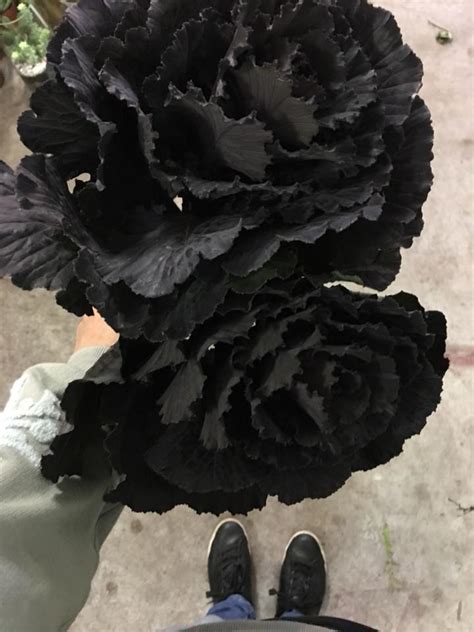 Moss And Maple Black Kale Facebook