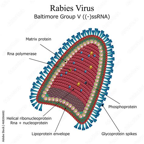 Diagram Of Rabies Virus Particle Structure Stock Vector Adobe Stock
