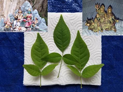 33 Bilva Patra Leaves Aegle Marmelos Bael Bel Patra Bhagavan Shiva Favorite Sacred Tree Om