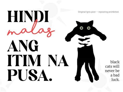 𝙇𝙮𝙧𝙞𝙘𝙨 Black Cats Will Never Be A Bad Luck ️ Facebook