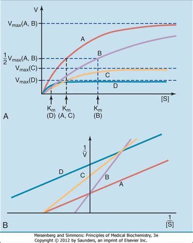 Biochem 1 Open Questions Flashcards Quizlet