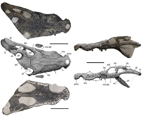Species New To Science Paleontology • 2024 Ophiussasuchus