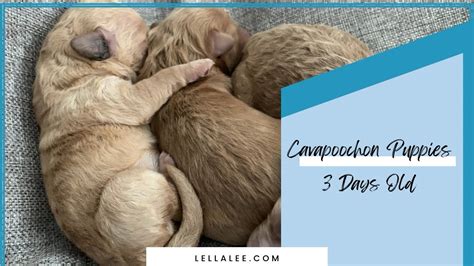 Cavapoochon Puppies 3 Days Old Youtube