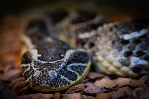 13 Snakes That Are Masters Of Ambush Hunting Natures Perfect Predators